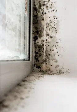 5 Main Causes of Damp in Bathroom Walls - Orientbell Tiles