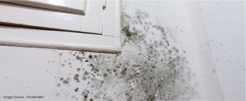 What Causes Damp Walls and How to Prevent Dampness?